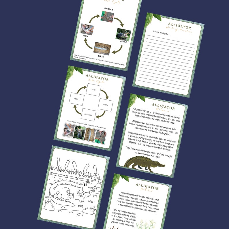 Florida Alligator Lesson Plan - Homeschool Materials - Reptile Learning ...