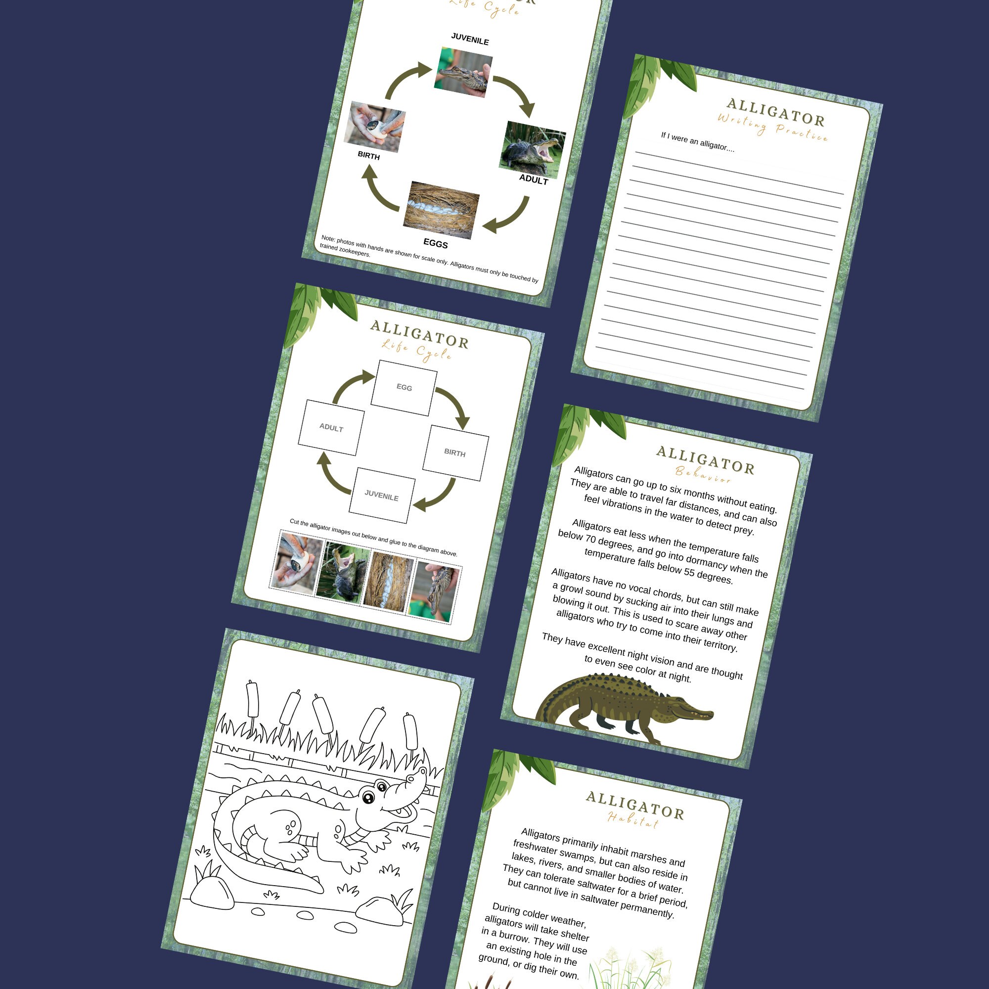 Florida Alligator Lesson Plan - Homeschool Materials - Reptile Learning ...