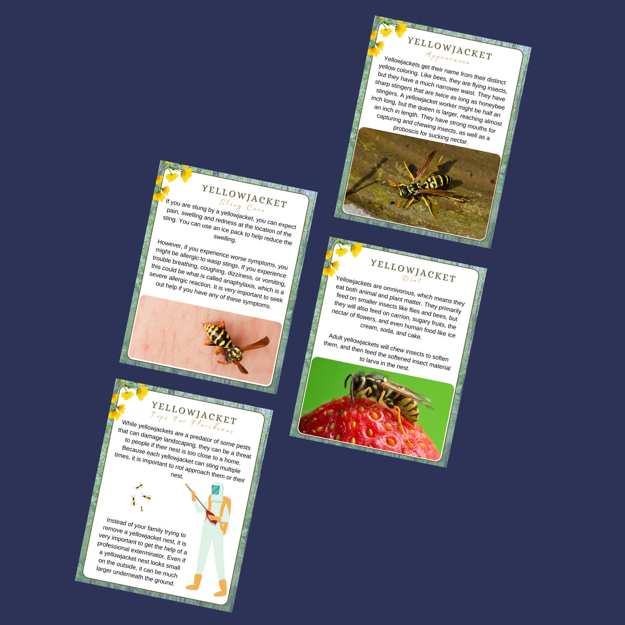 Florida Yellowjacket Wasp Lesson Plan - Homeschool Materials - Insect ...