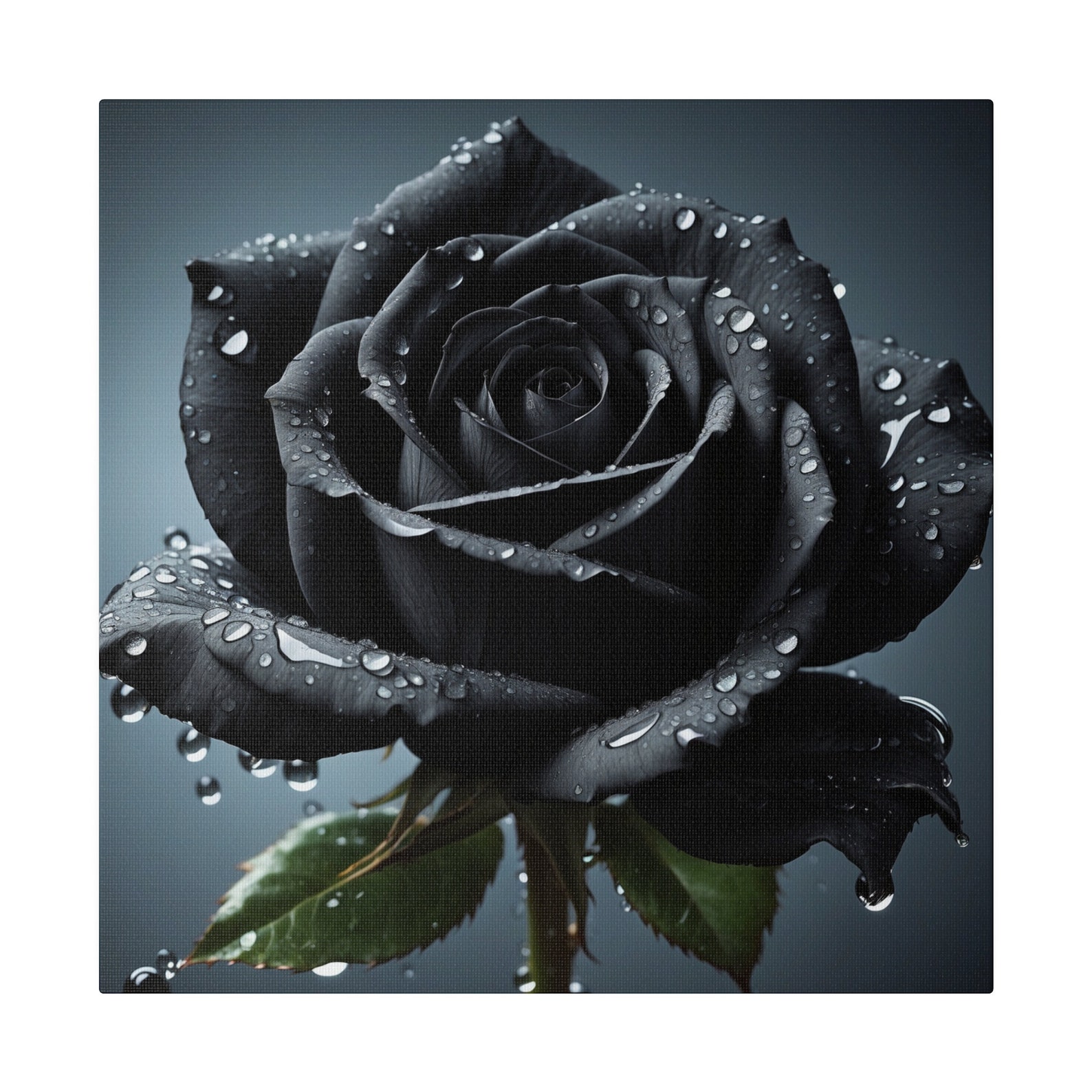 Black Rose Kissed, Matte Canvas, Stretched, 0.75". A Single Black Rose ...
