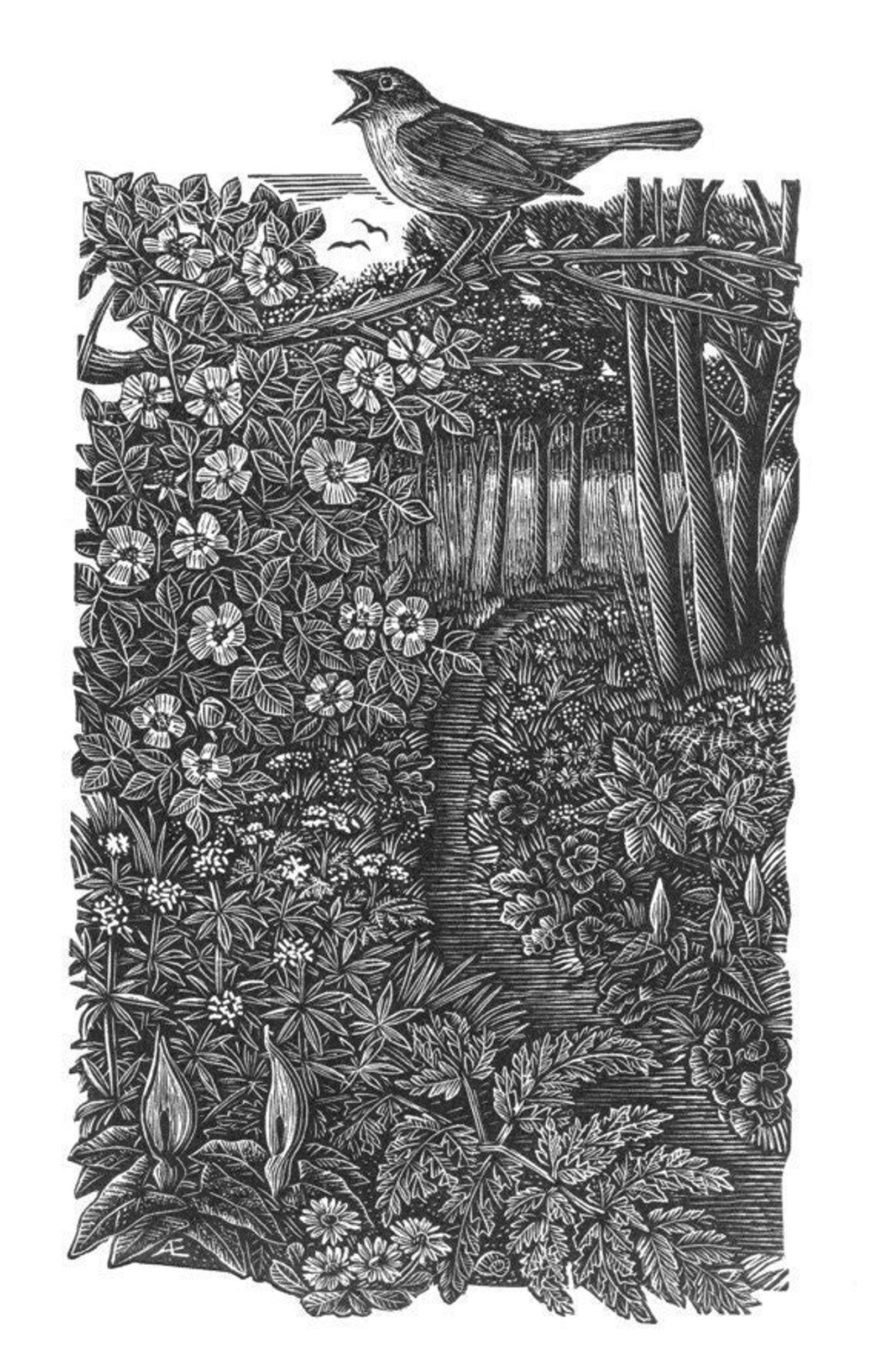 Nightingale Walk - Etsy