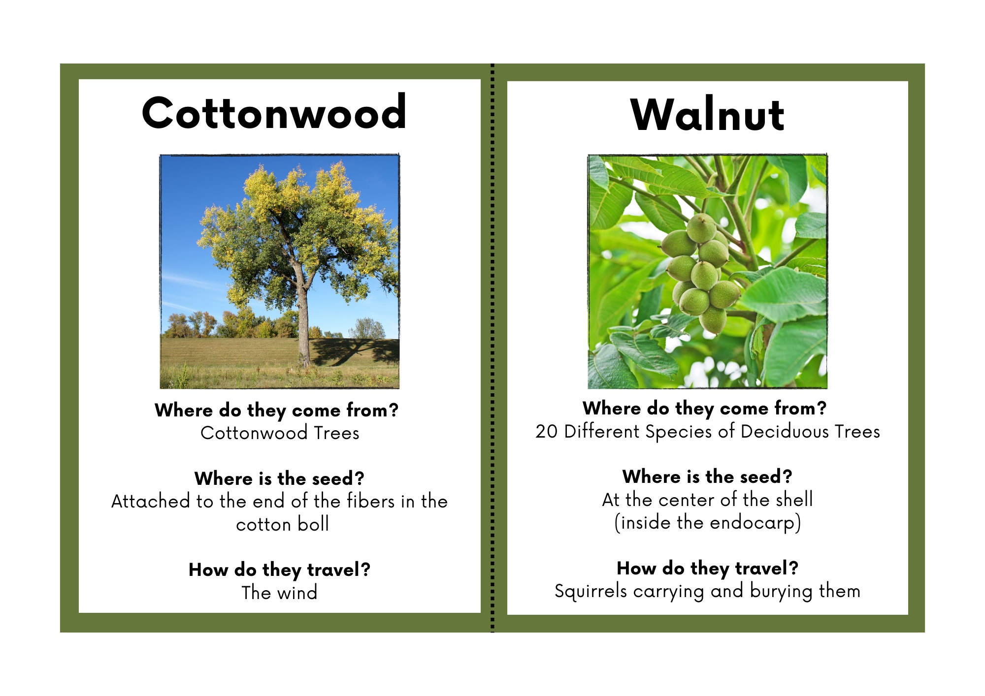 10 Printable Fact Cards on Seeds - Etsy