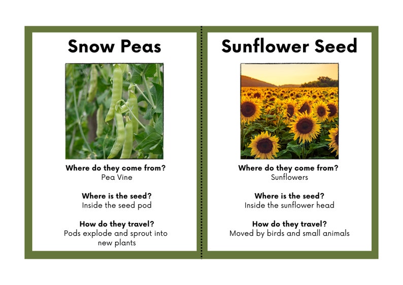 10 Printable Fact Cards on Seeds - Etsy