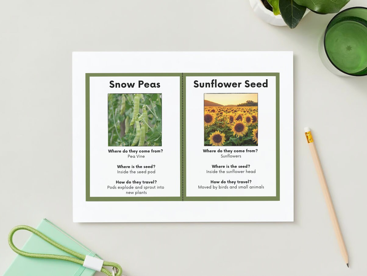 10 Printable Fact Cards on Seeds - Etsy
