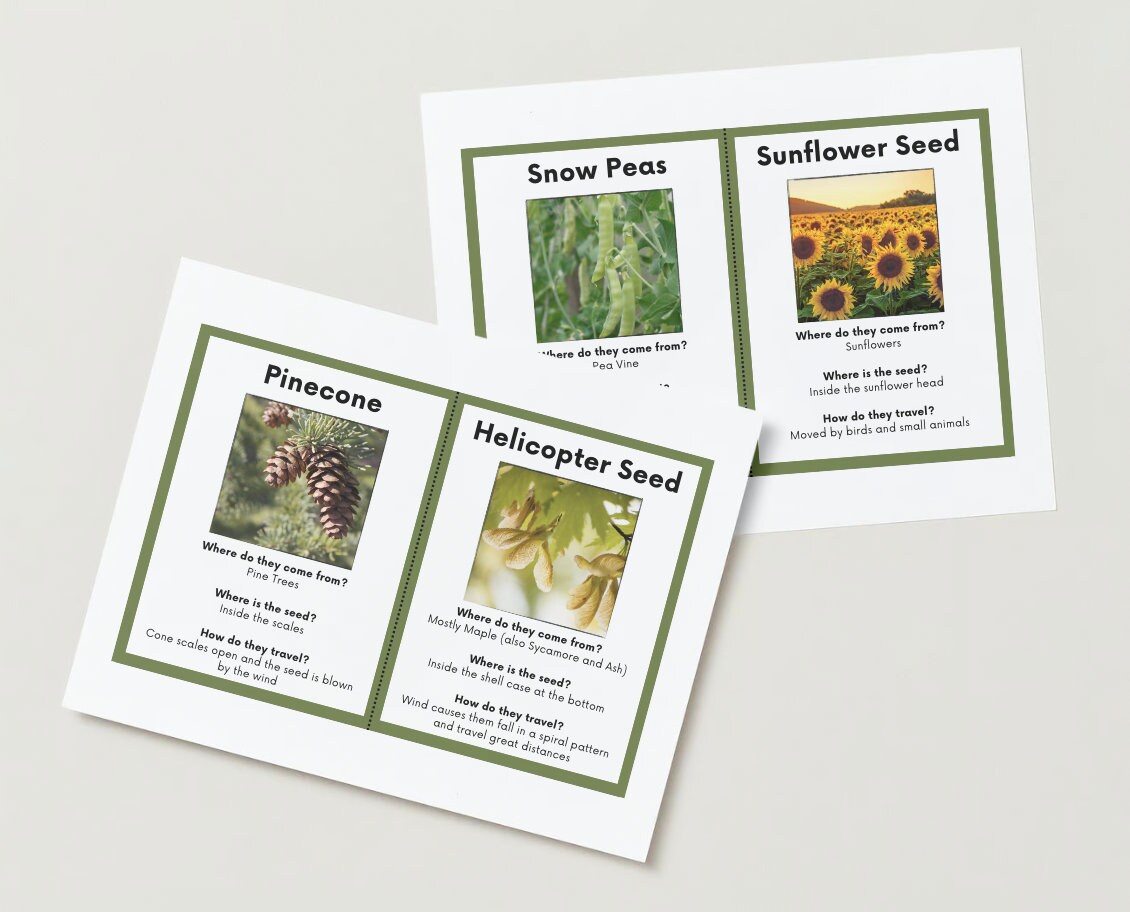 10 Printable Fact Cards on Seeds - Etsy