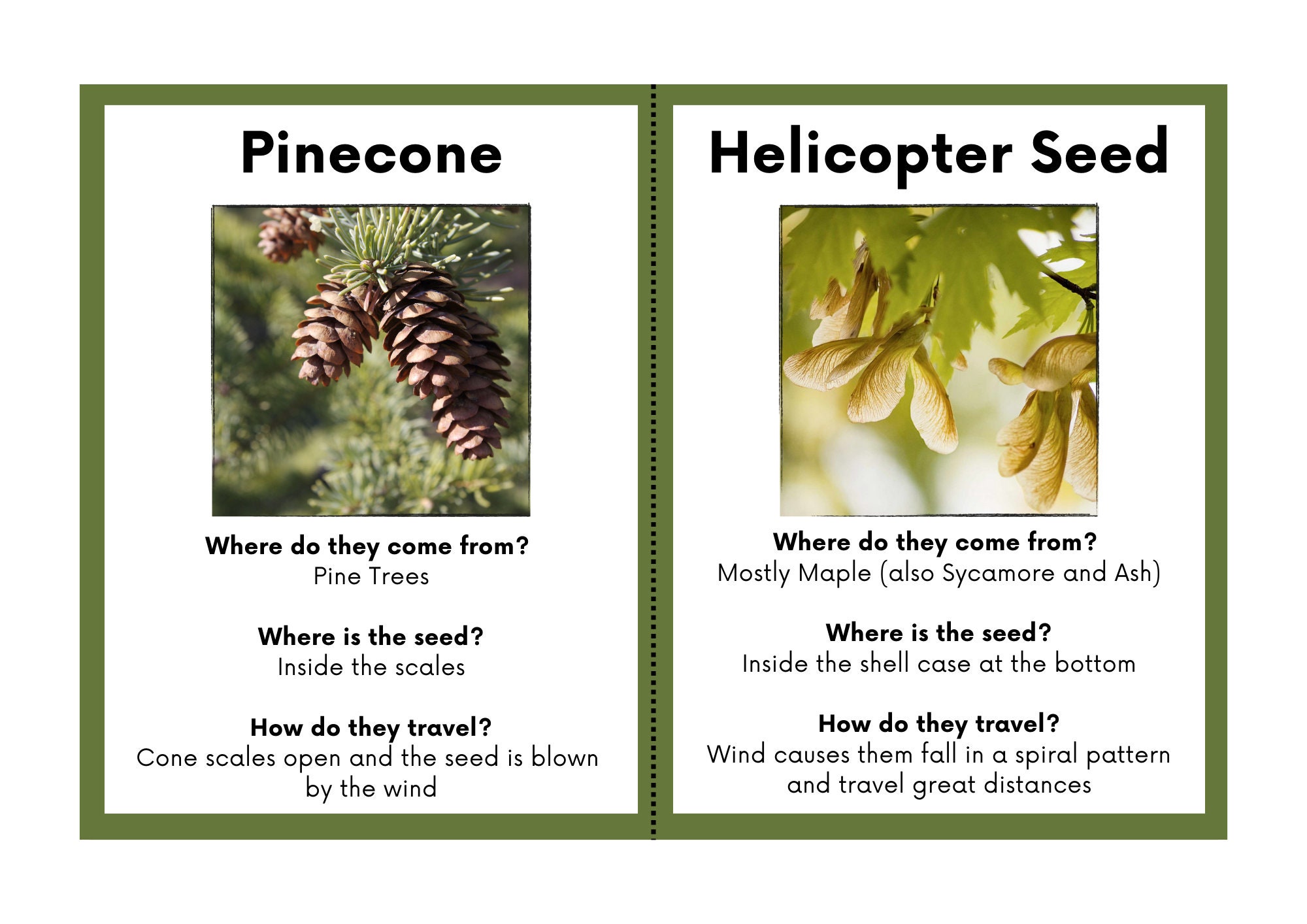 10 Printable Fact Cards on Seeds - Etsy