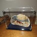 Custom Size Acrylic Display Case - Ready to Assemble - Etsy
