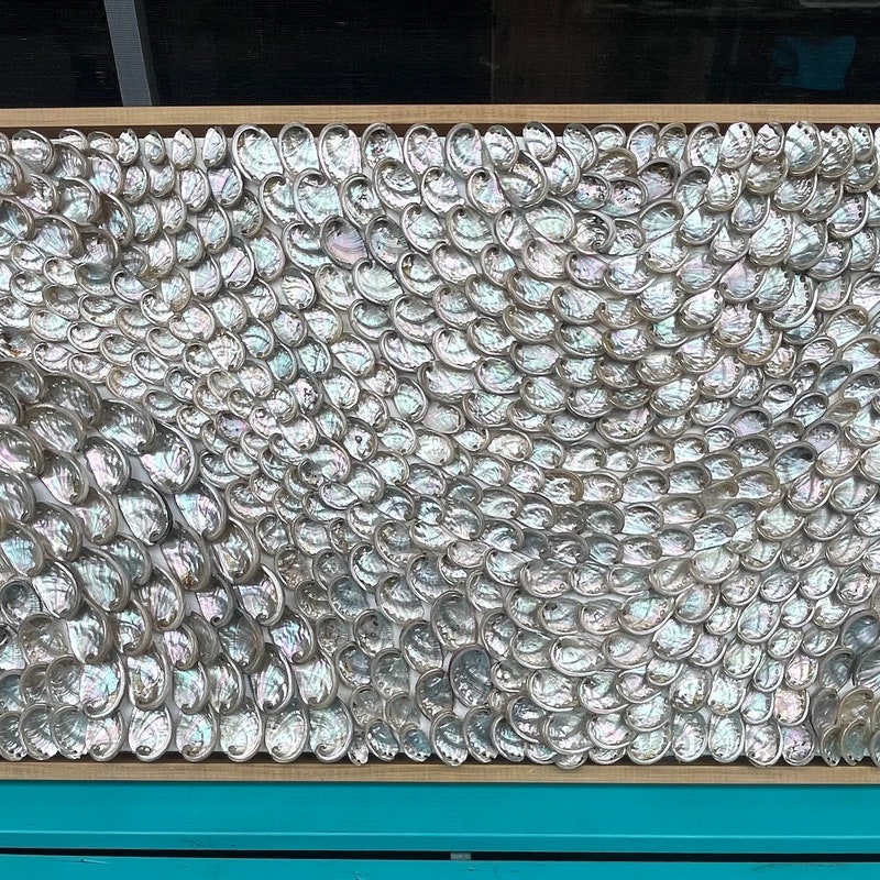 Large Shells - Etsy