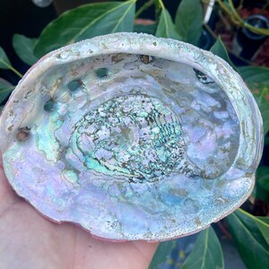 Large Raw Red Abalone Shells, Crafting Shells, Sustainable Iridescent ...