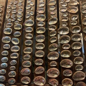 Bulk Raw Red Abalone Shells, Bulk Shells for Crafting, Abalone Shells ...