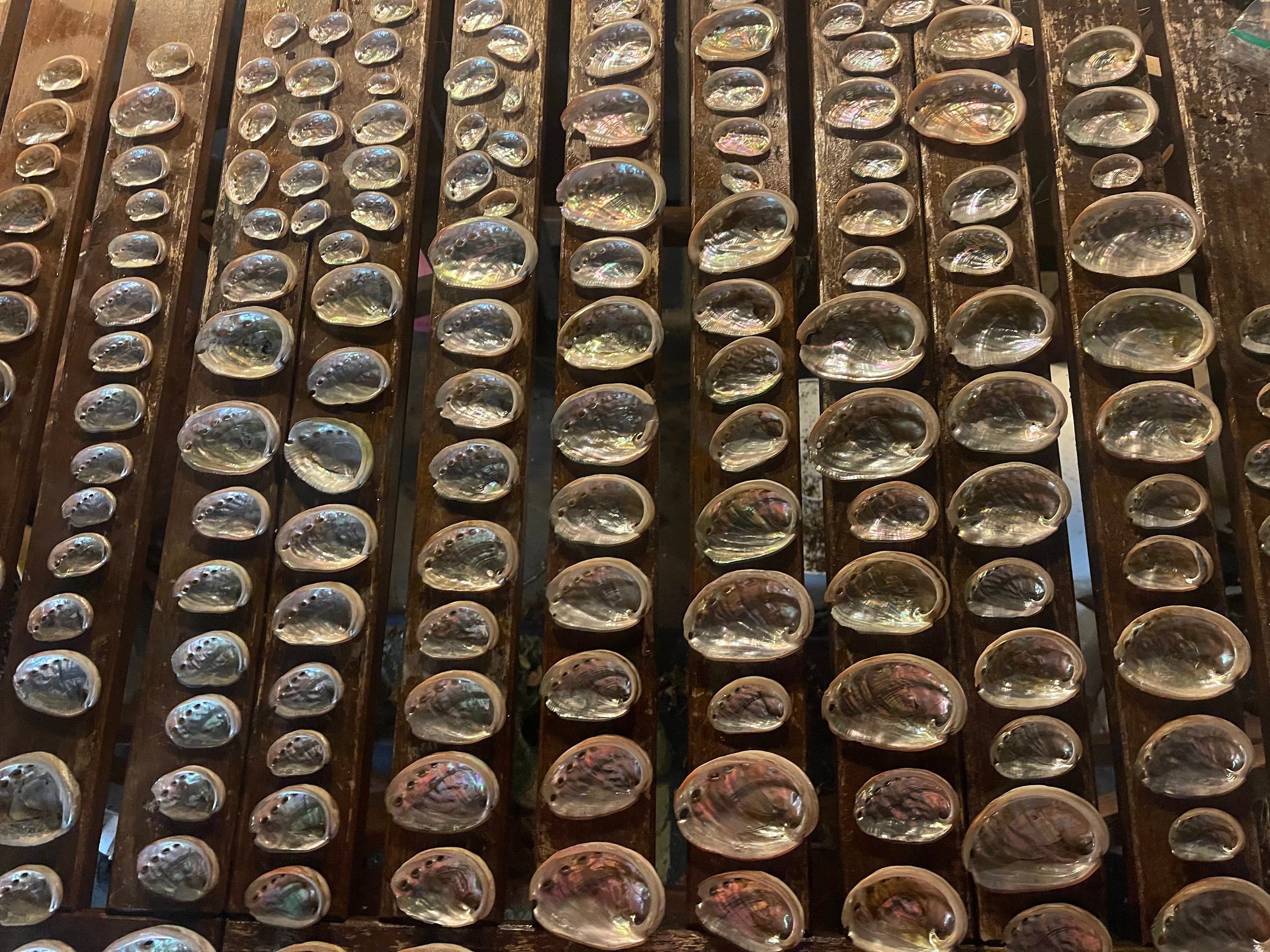 Bulk Raw Red Abalone Shells, Bulk Shells for Crafting, Abalone Shells ...