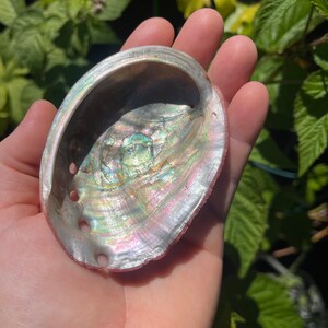 Bulk Raw Red Abalone Shells, Bulk Shells for Crafting, Abalone Shells ...