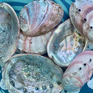Large Bulk Raw Red Abalone Shells, Crafting Shells, Sustainable Iridescent Shells, Abalone Shell ...