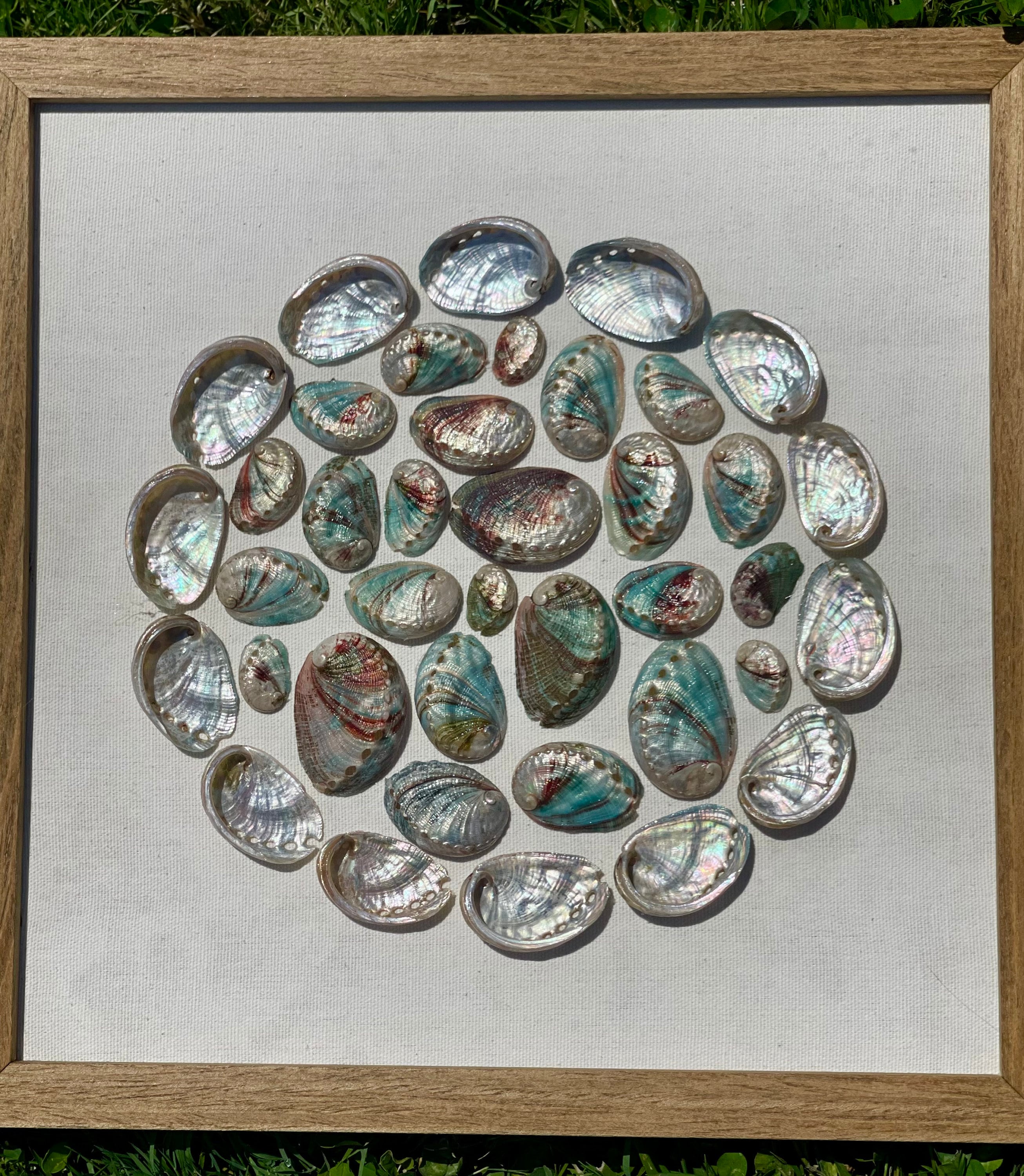 Abalone Shell Art, Red Abalone Shell, Shell Art Print, Framed Shell Art ...