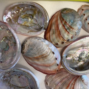 Bulk Raw Red Abalone Shells, Bulk Shells for Crafting, Abalone Shells ...