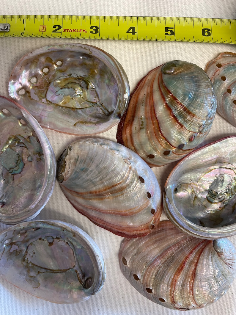 Bulk Raw Red Abalone Shells, Bulk Shells for Crafting, Abalone Shells ...