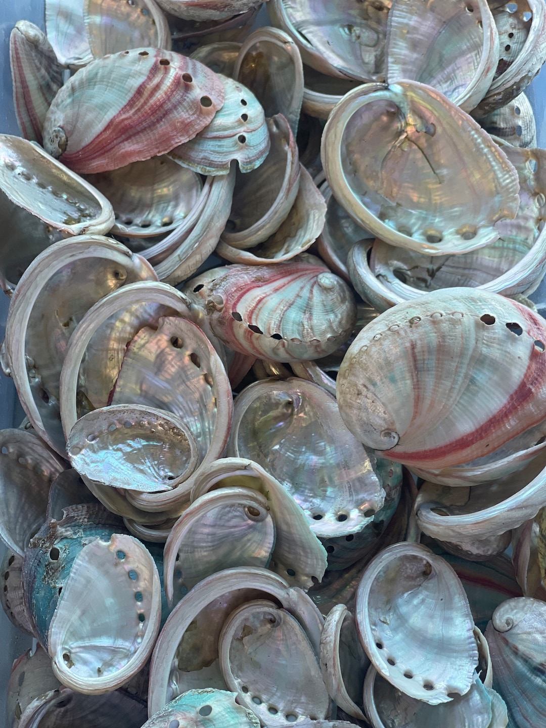 Bulk Raw Red Abalone Shells, Bulk Shells for Crafting, Abalone Shells ...