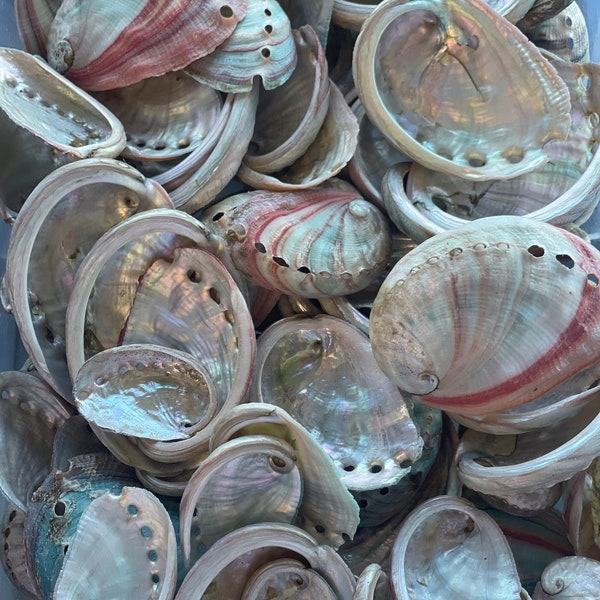 Bulk Abalone Shells 4 - Etsy