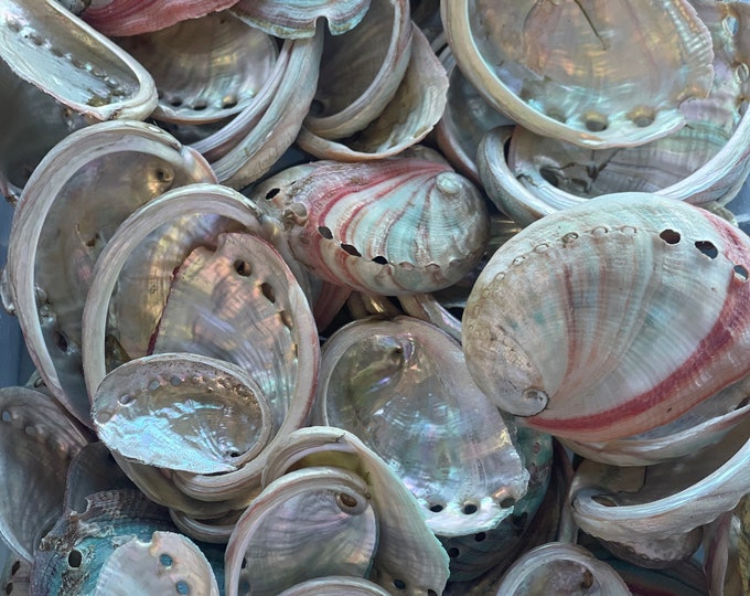 Bulk Raw Red Abalone Shells, Bulk Shells for Crafting, Abalone Shells ...
