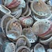 Bulk Raw Red Abalone Shells, Bulk Shells for Crafting, Abalone Shells ...