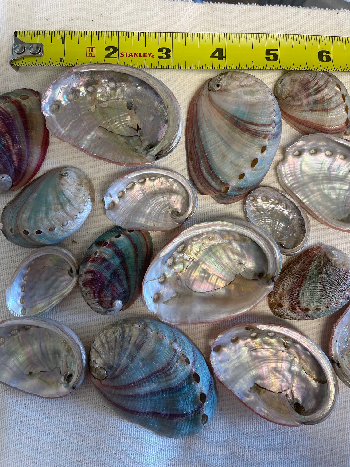 Bulk Raw Red Abalone Shells, Bulk Shells for Crafting, Abalone Shells ...