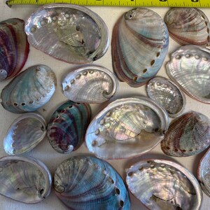 Bulk Raw Red Abalone Shells, Bulk Shells for Crafting, Abalone Shells ...