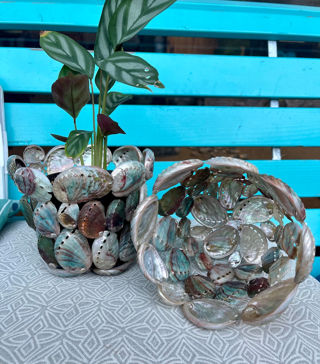 Handmade Red Abalone Plant Pot, Orchid & Decorative Pot, Sustainable ...