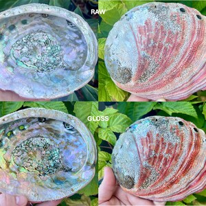 Large Bulk Raw Red Abalone Shells, Crafting Shells, Sustainable ...