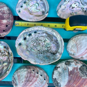 Large Bulk Raw Red Abalone Shells, Crafting Shells, Sustainable Iridescent Shells, Abalone Shell ...
