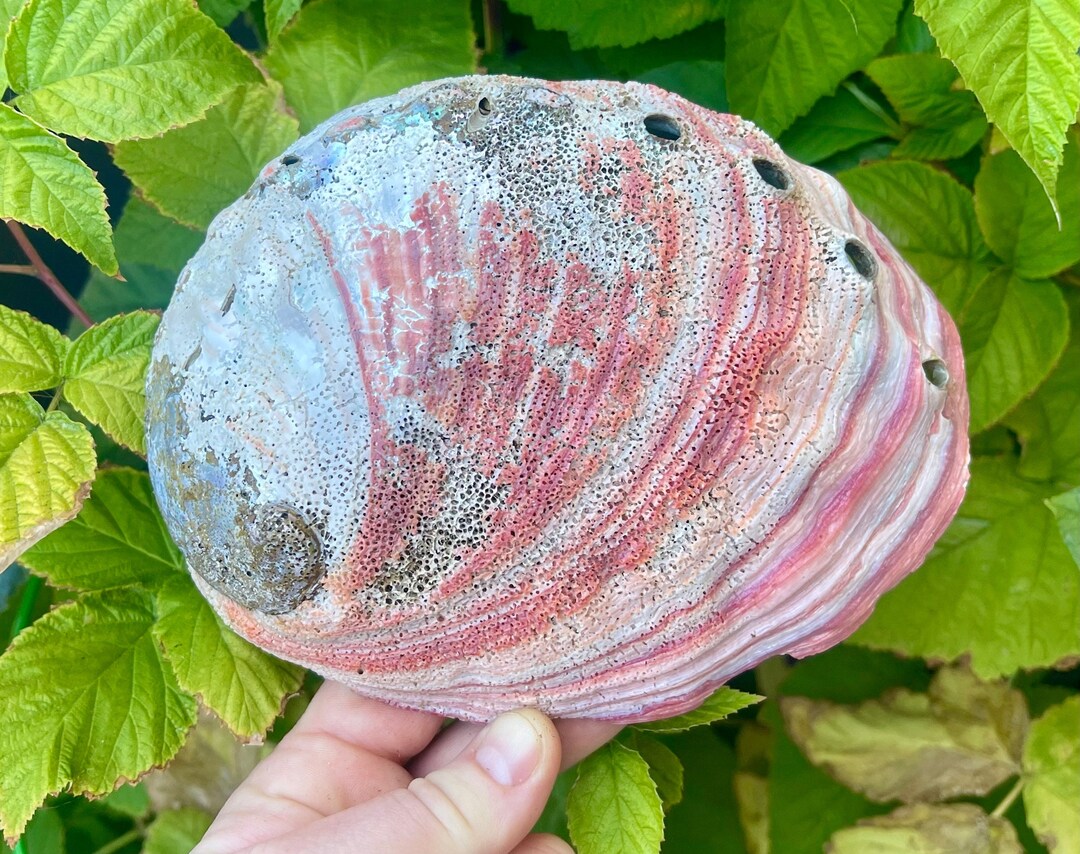 Large Bulk Raw Red Abalone Shells, Crafting Shells, Sustainable ...