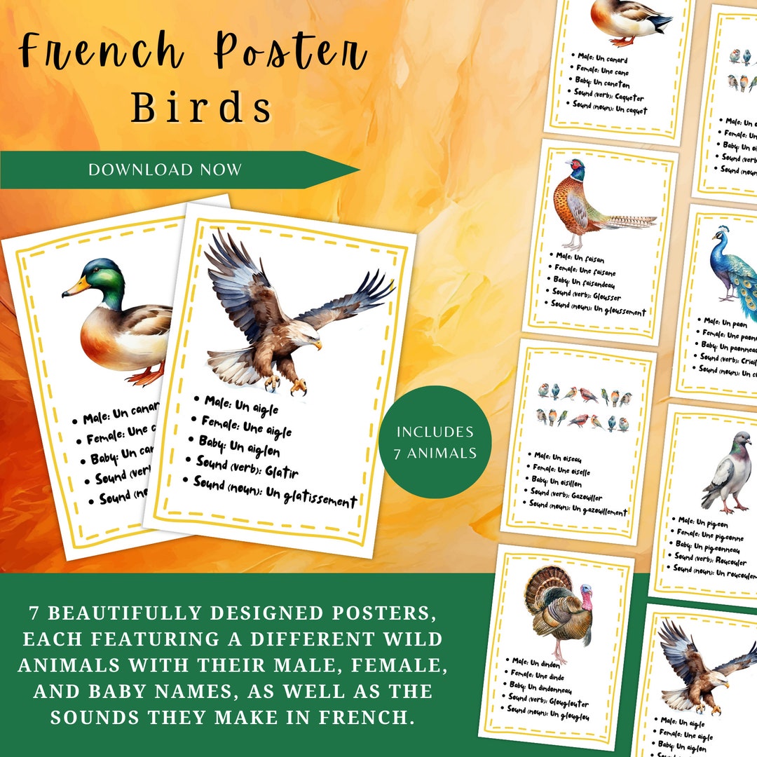 French Animal Posters for Kids, Birds Vocabulary Set for Classroom ...