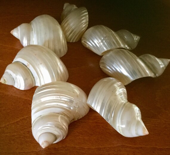 White Pearly Sea Shells Supplies of 7 Shells Approximately - Etsy