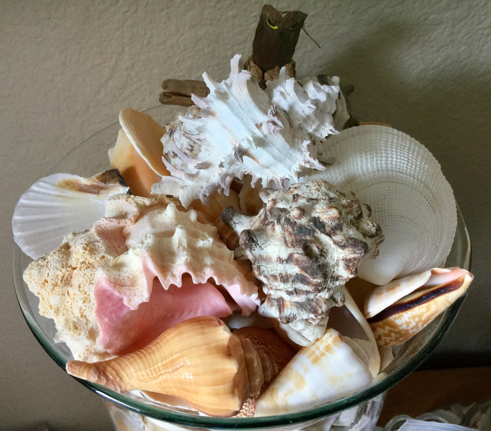 Sea Shells | 8 Oz. | Various Sizes and Shapes - Etsy