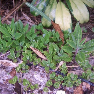 Alligator Plant Succulent "maternity Plant" Kalanchoe Tubiflora - 10 ...