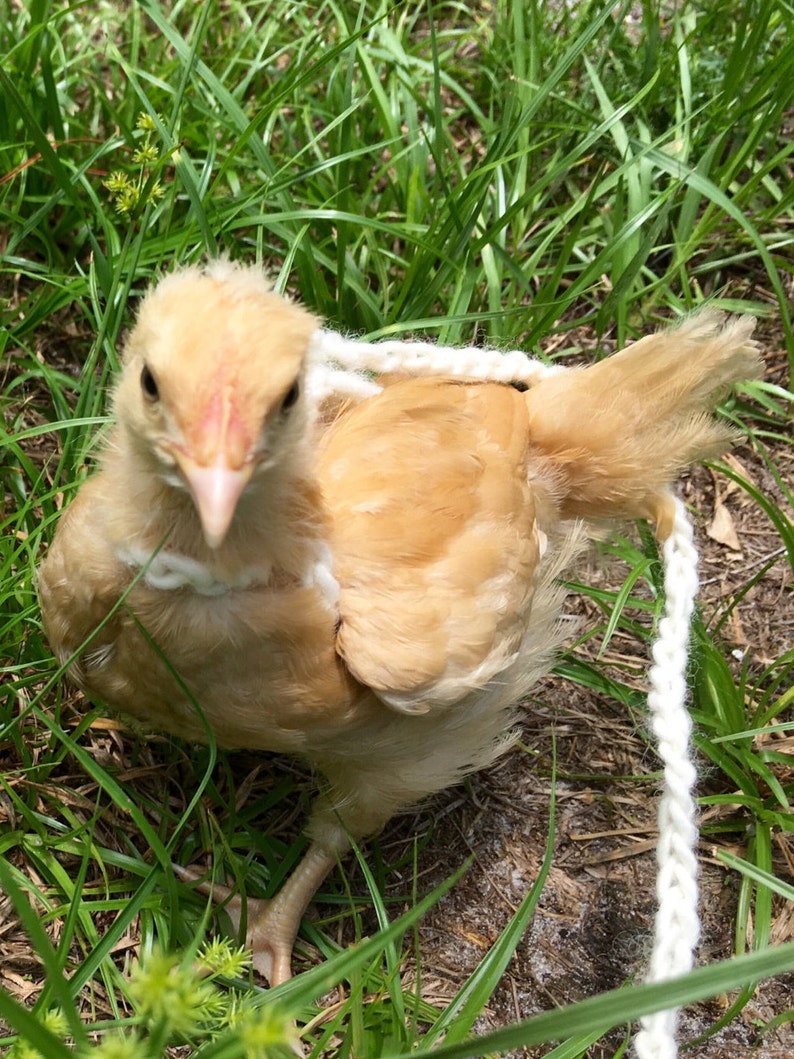 Chicken Harness Holster and Leash, Crochet, for Young Chickens, Take ...