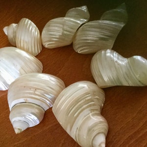 White Pearly Sea Shells Supplies of 7 Shells Approximately - Etsy