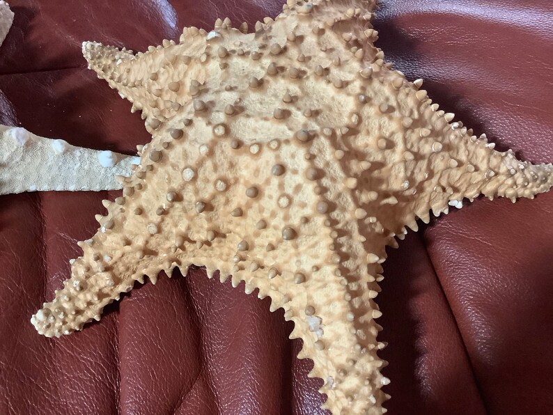 Natural Starfish Beach Decor Coastal Home Decor 7 and 8 - Etsy
