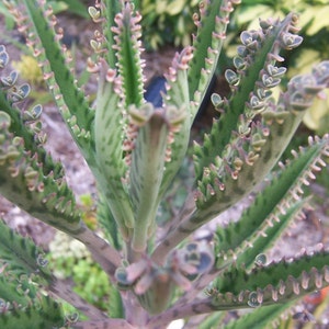 Alligator Plant Succulent "maternity Plant" Kalanchoe Tubiflora - 10 ...