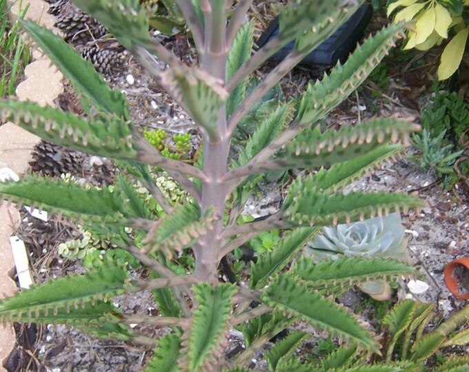 Maternity Plant Kalanchoe Tubiflora Succulent - Etsy