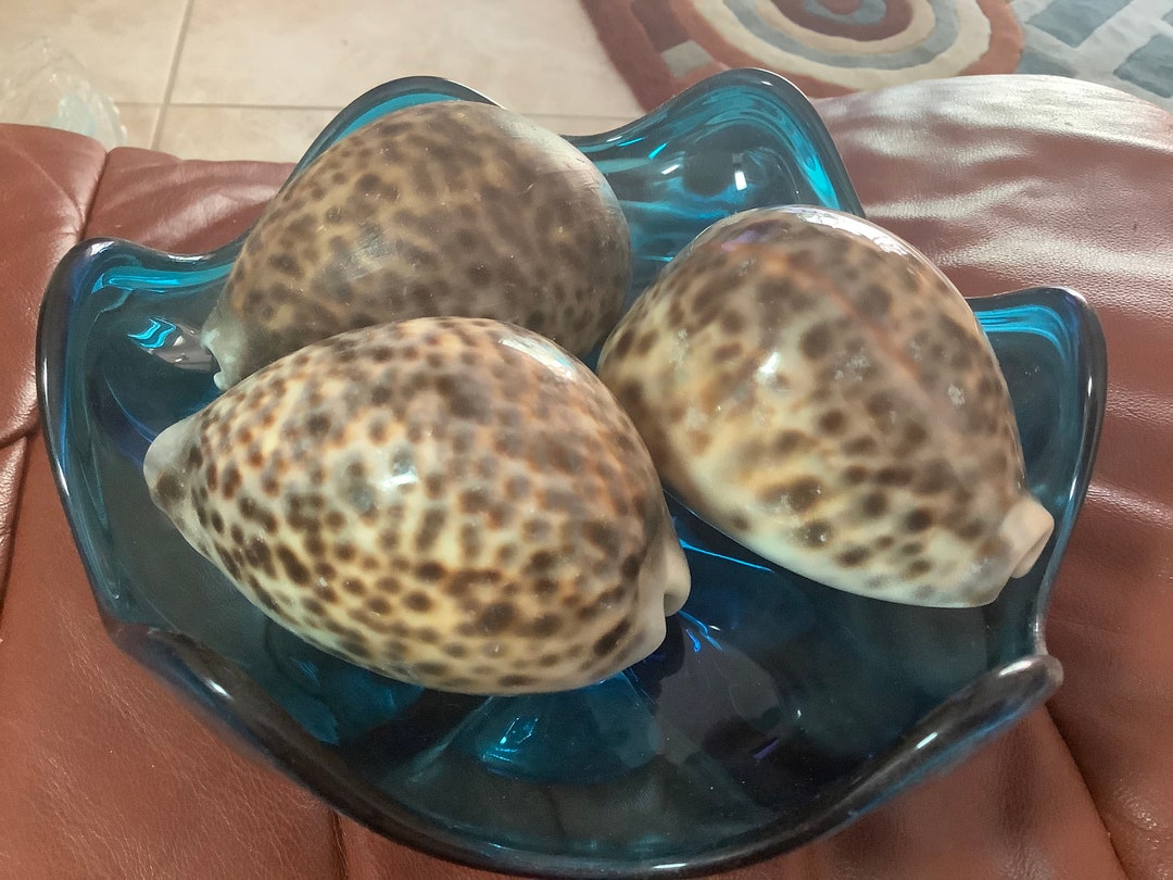 Turquoise Blue Scalloped Edge Bowl With 3 Large Tiger Cowrie Shells ...