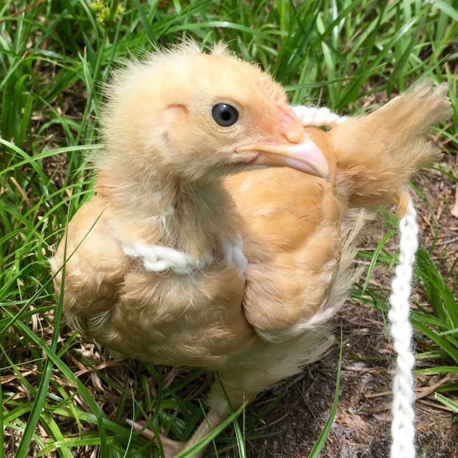 Chicken Harness Holster and Leash, Crochet, for Young Chickens, Take ...