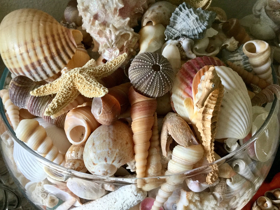 Sea Shells 16 Oz. Various Sizes and Shapes - Etsy