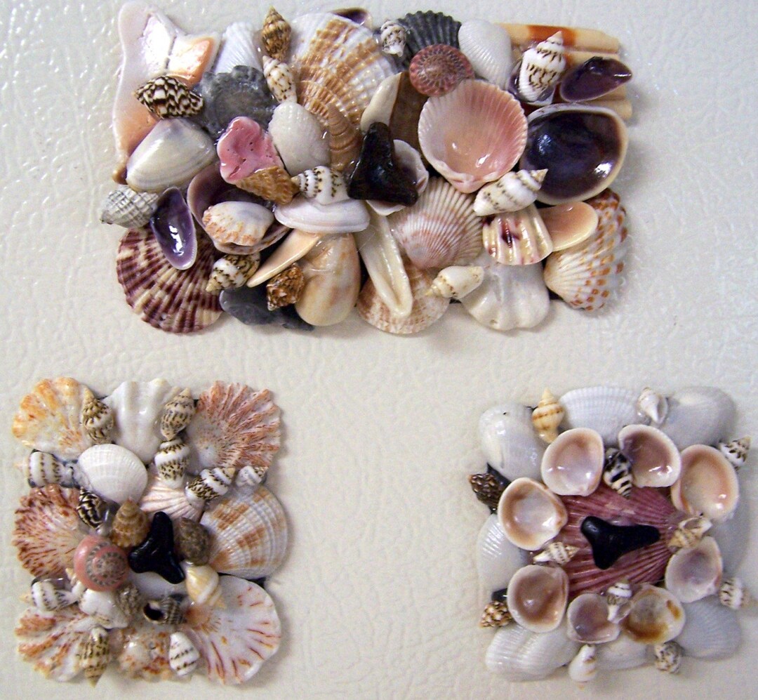 Sea Shells Kitchen Magnets With Sharks Teeth, Set of Three, Shells ...