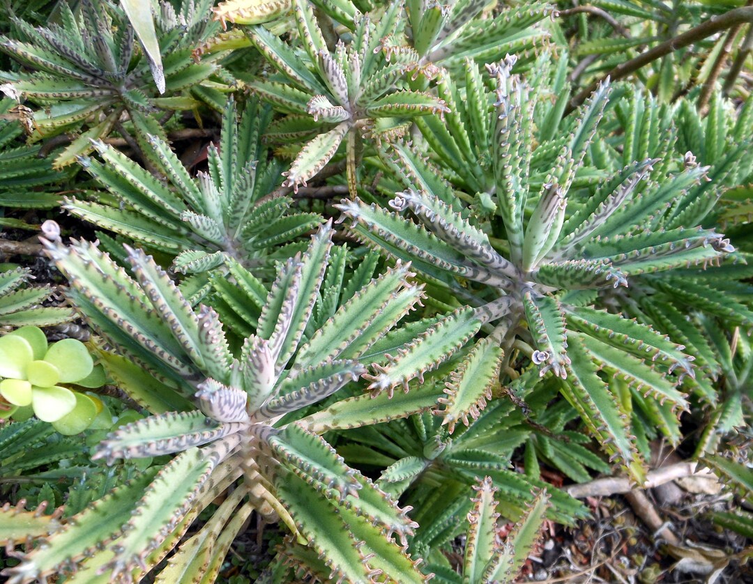 Alligator Plant Succulent "maternity Plant" Kalanchoe Tubiflora - 10 ...