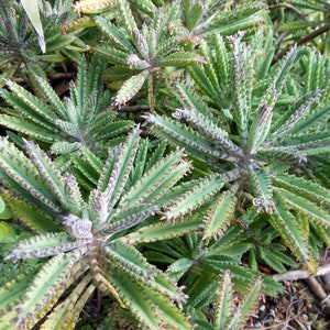 Alligator Plant Succulent "maternity Plant" Kalanchoe Tubiflora - 10 ...