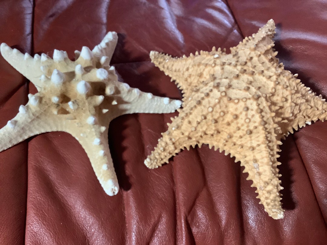 Natural Starfish | Beach Decor - Coastal Home Decor - 7 and 8” Wide ...