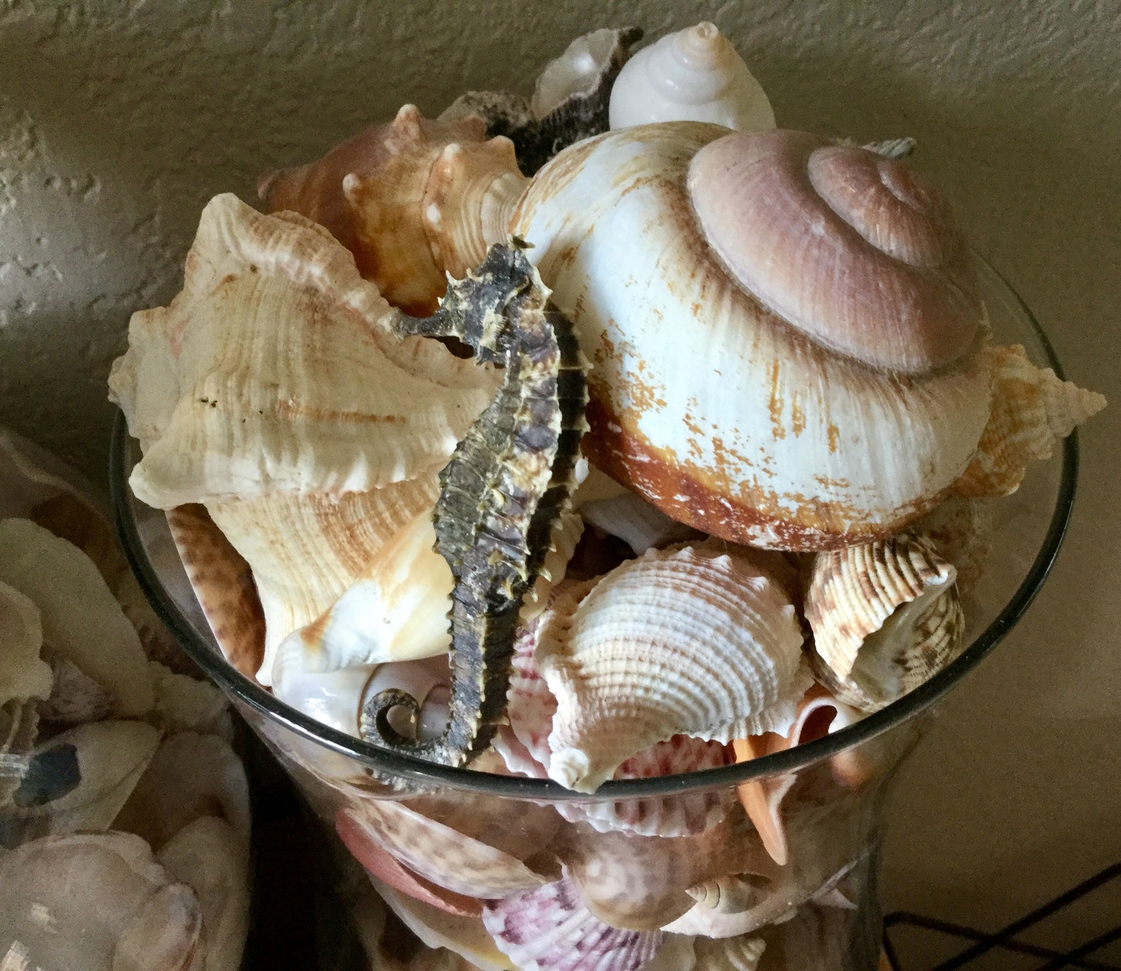 Sea Shells | 8 Oz. | Various Sizes and Shapes - Etsy