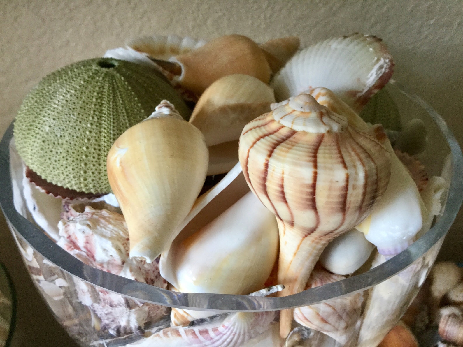 Sea Shells | 8 Oz. | Various Sizes and Shapes - Etsy