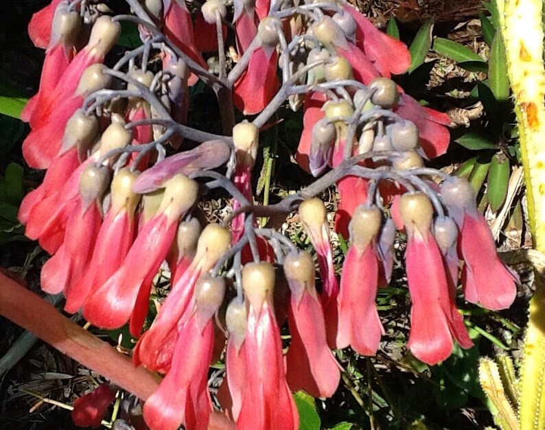 Alligator Plant Succulent maternity Plant - Etsy