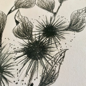 Original Charcoal Pencil Drawing Sea Urchin Hakea - Etsy